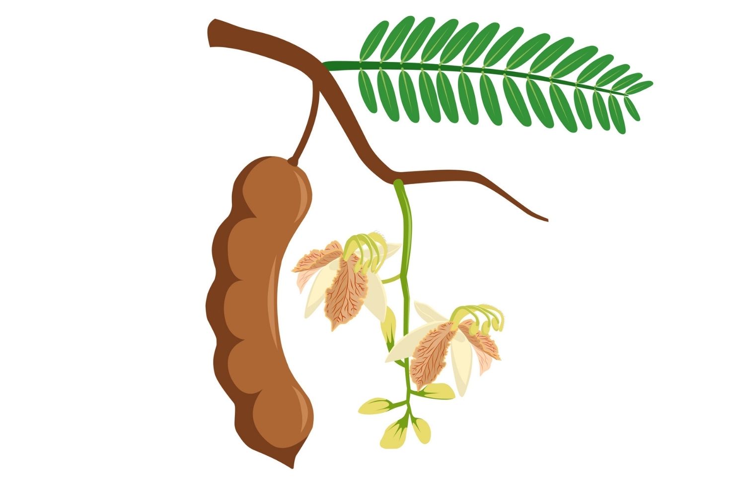 The Thai Health Secret - Hydroxycitric acid from tamarind - Patrick Holford